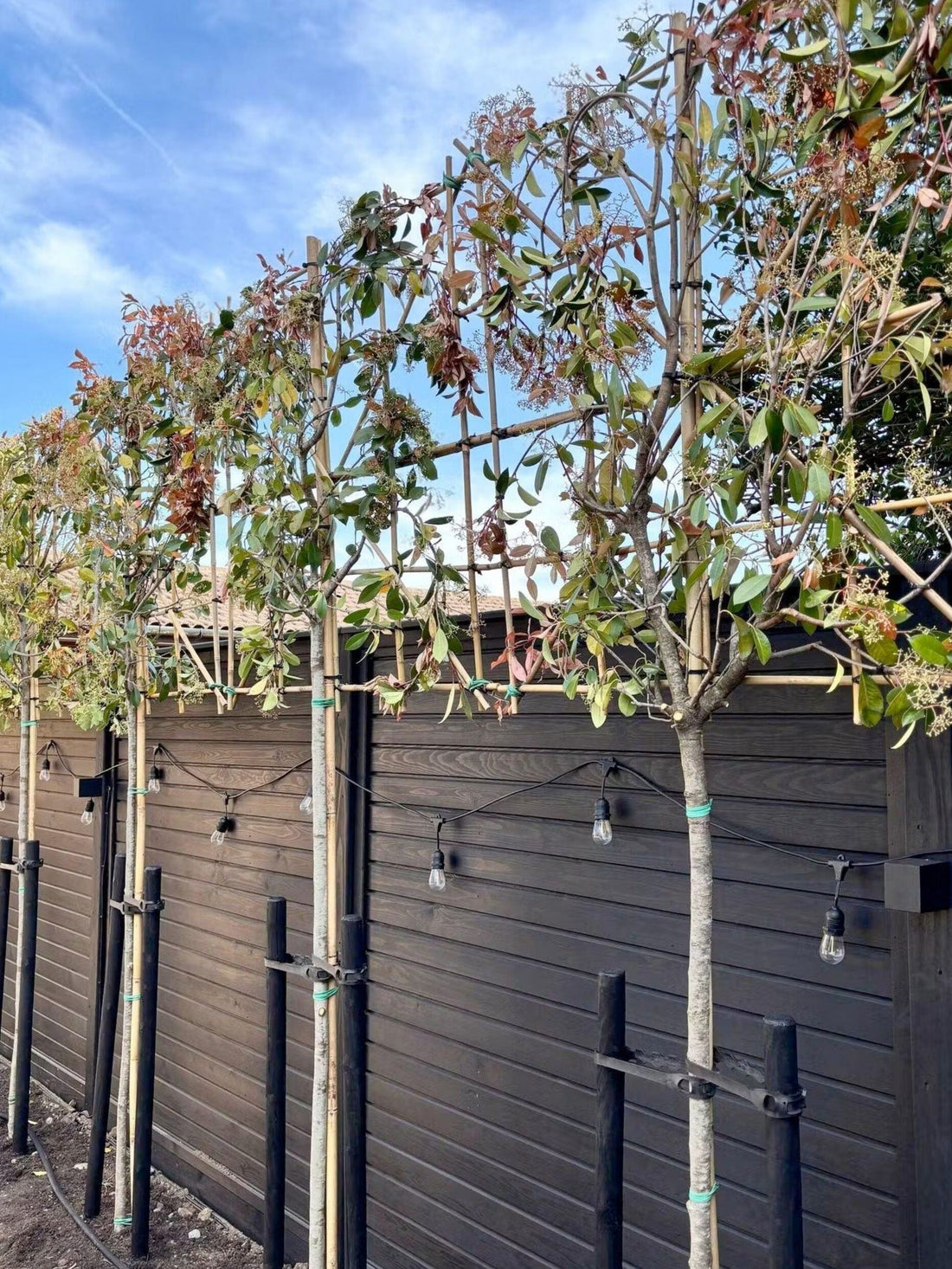 Pleached Red Robin Photinia | Premium Privacy Trees UK | Pleached Trees ...