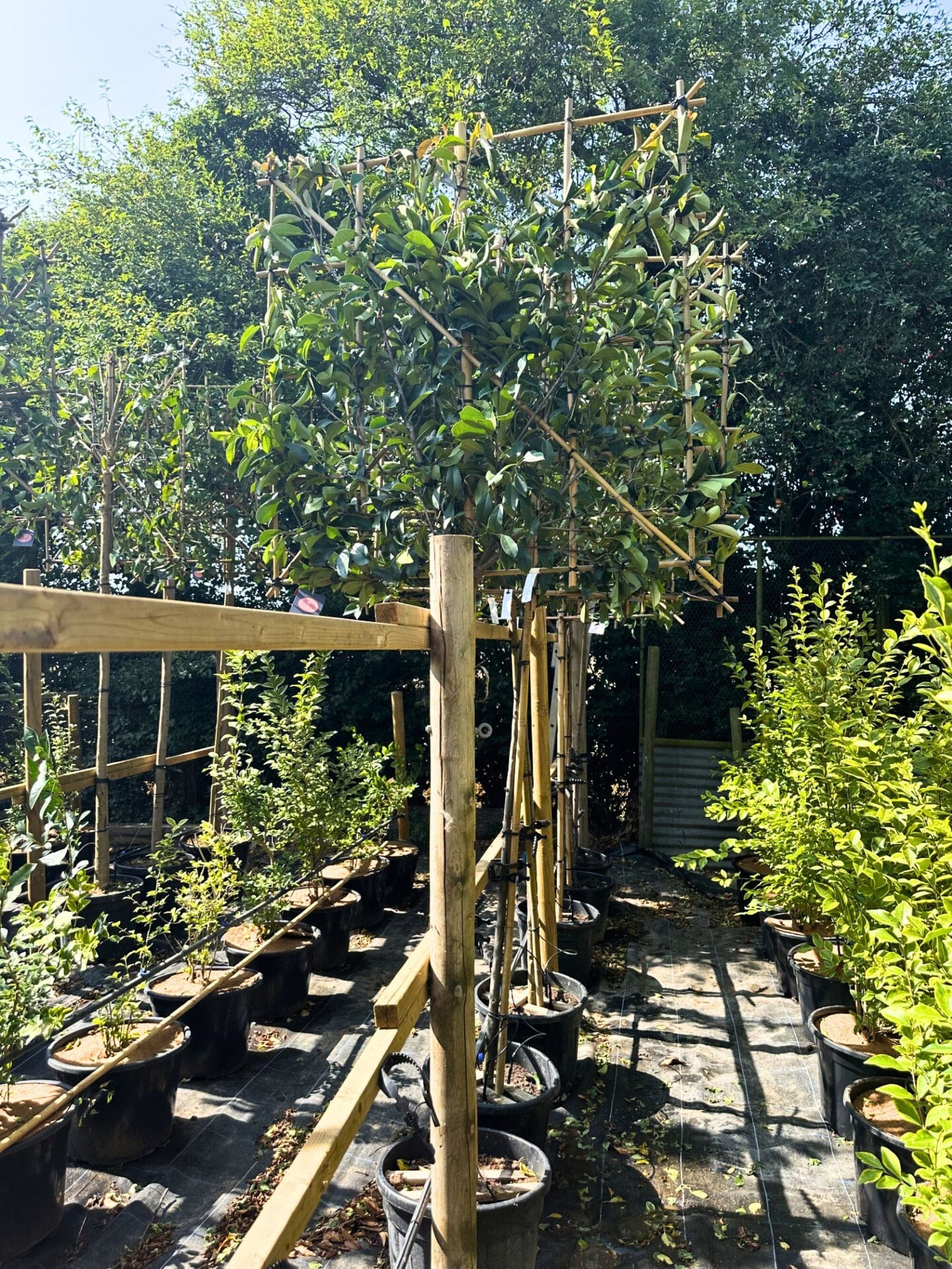 Pleached Red Robin Photinia | Premium Privacy Trees UK | Pleached Trees ...