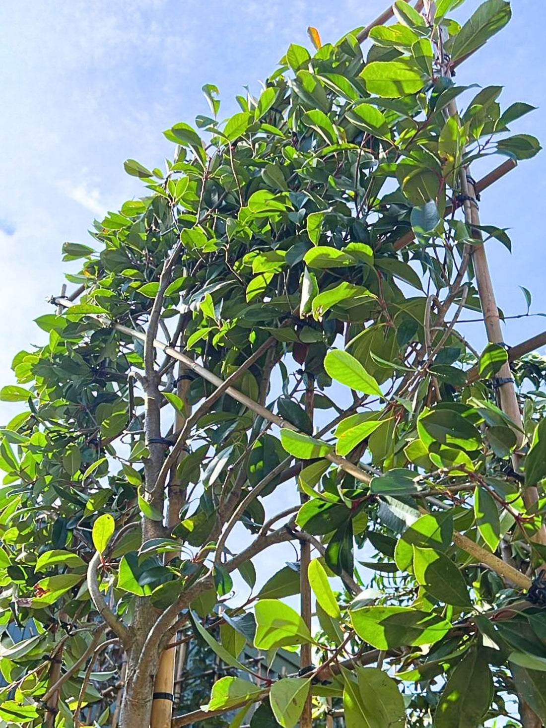 Pleached Red Robin Photinia | Premium Privacy Trees UK | Pleached Trees ...