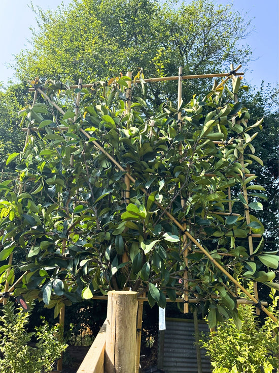 Pleached Red Robin Photinia | Premium Privacy Trees UK | Pleached Trees ...