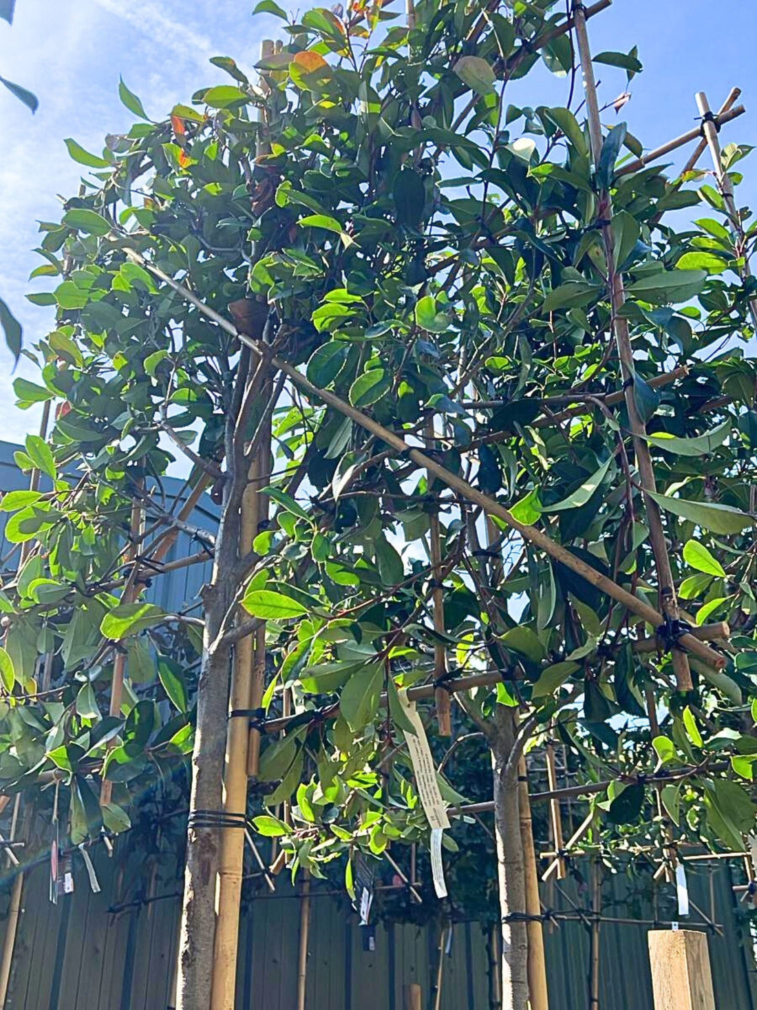 Pleached Red Robin Photinia | Premium Privacy Trees UK | Pleached Trees ...