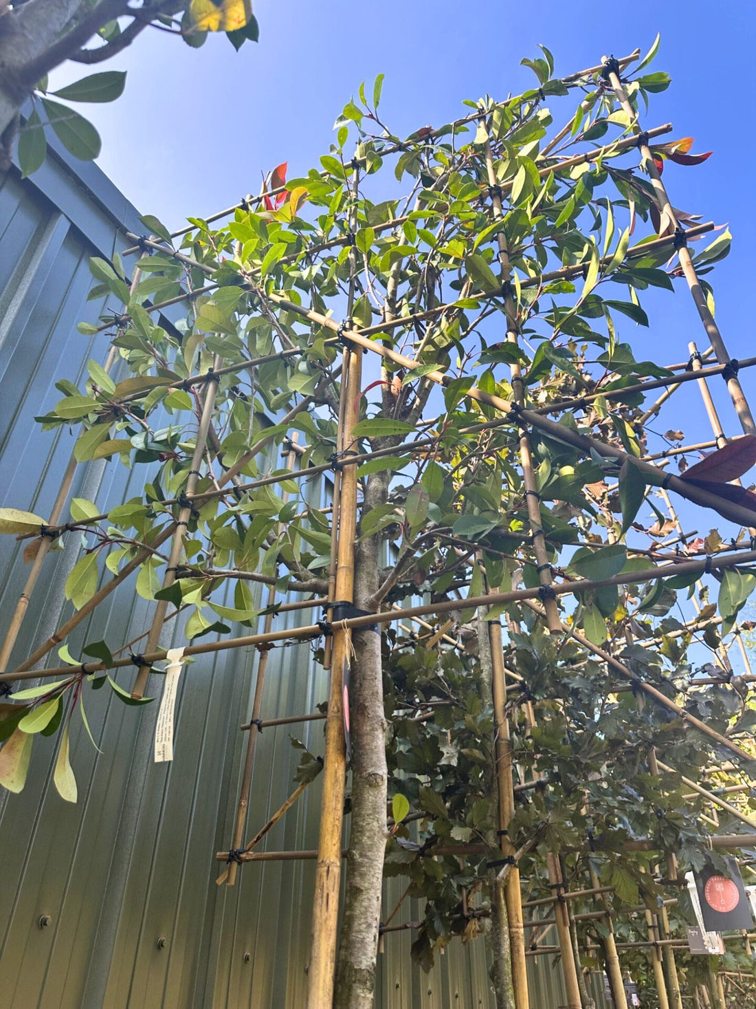 Pleached Red Robin Photinia | Premium Privacy Trees UK | Pleached Trees ...