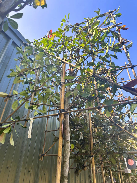 Pleached Red Robin Photinia | Premium Privacy Trees UK | Pleached Trees ...