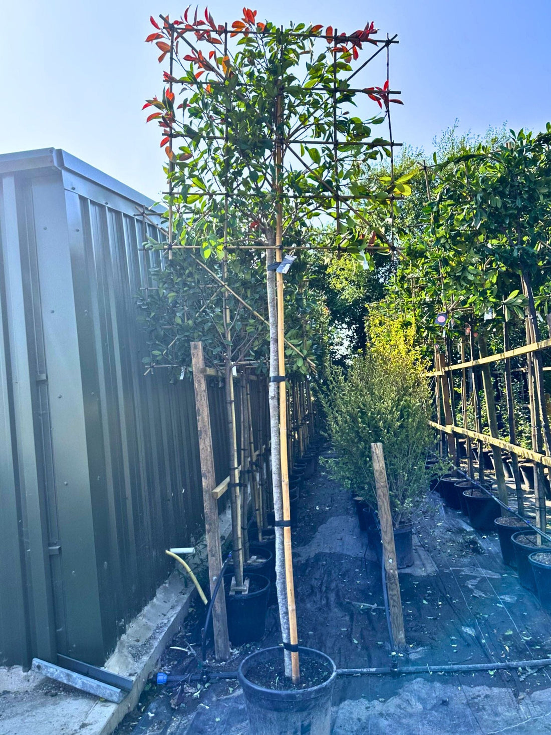 Pleached Red Robin Photinia | Premium Privacy Trees UK | Pleached Trees ...