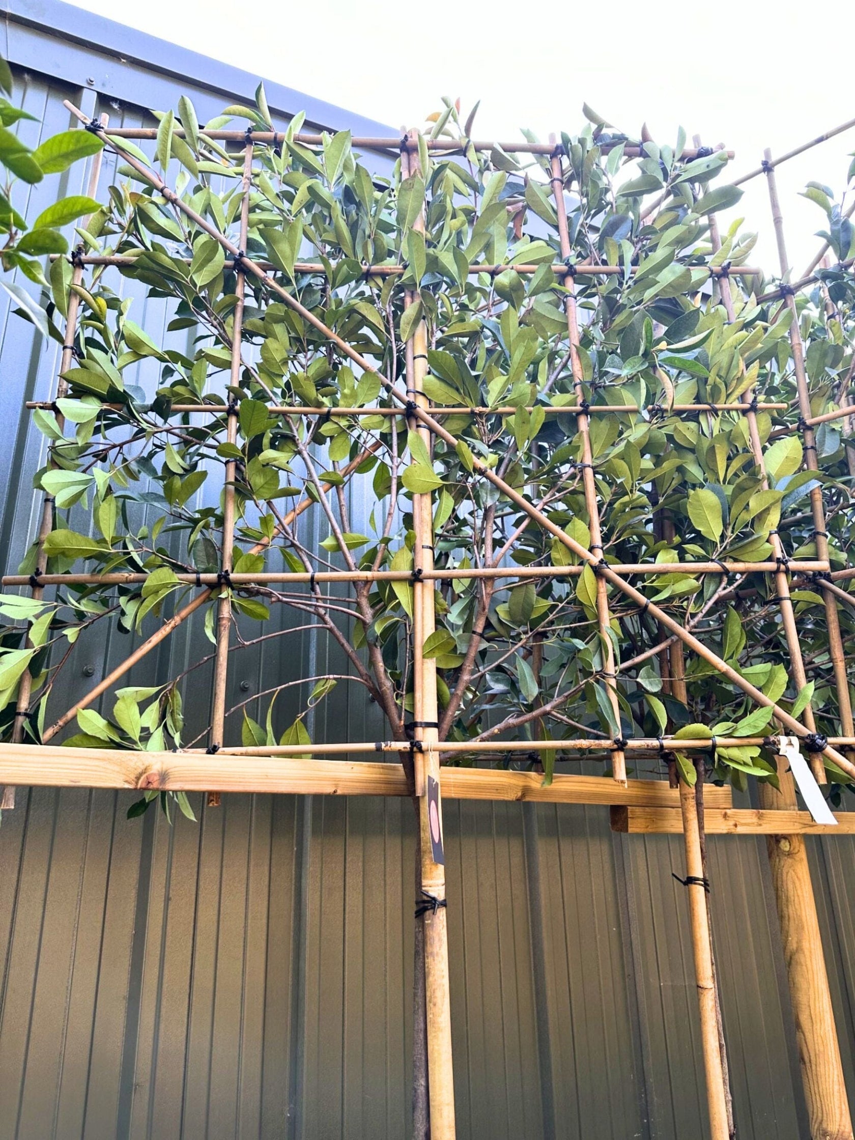 Pleached Red Robin Photinia | Premium Privacy Trees UK | Pleached Trees ...