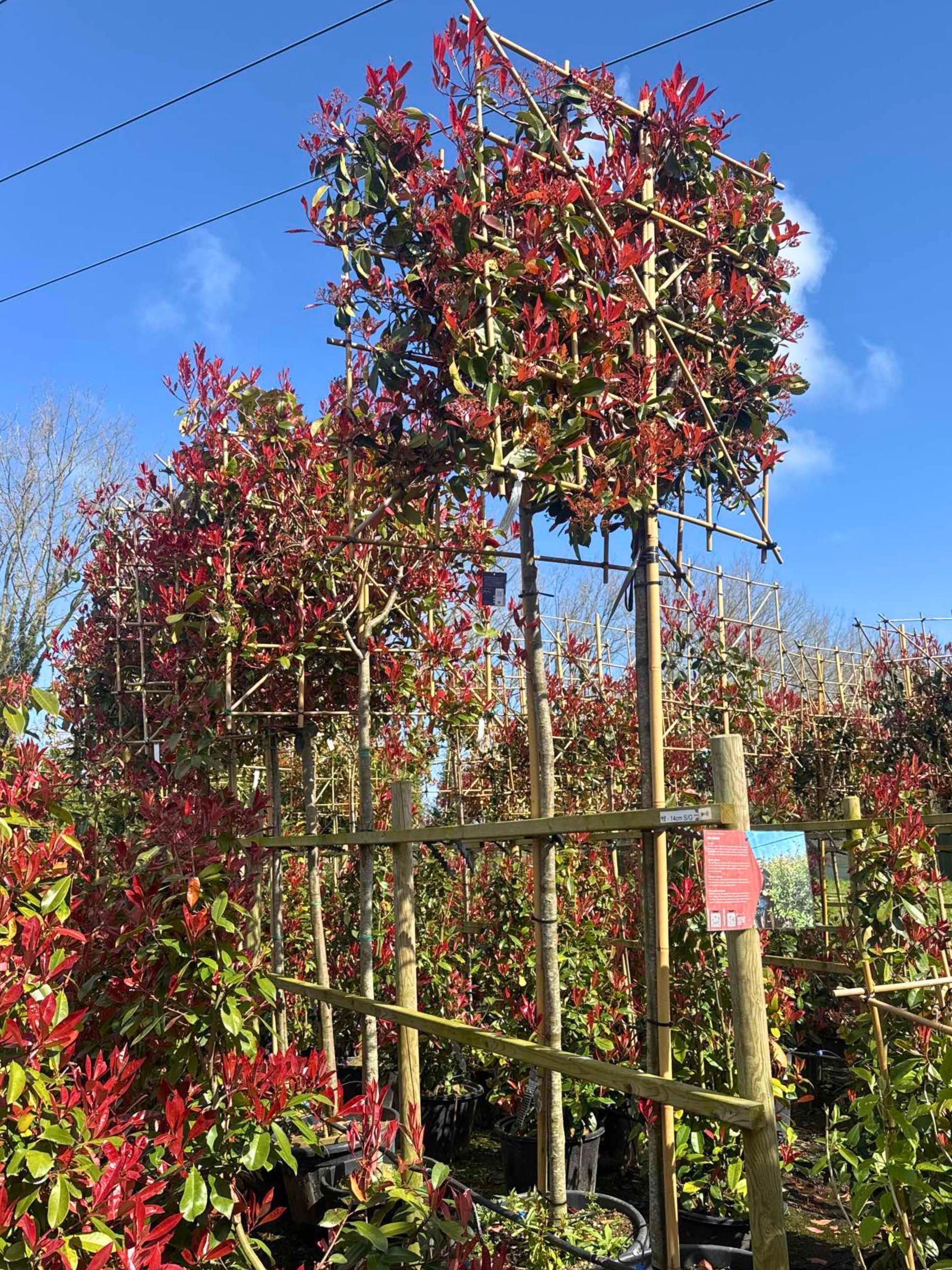 Pleached Red Robin Photinia | Premium Privacy Trees UK | Pleached Trees ...