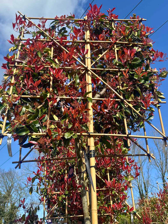 Pleached Red Robin Photinia | Premium Privacy Trees UK | Pleached Trees ...
