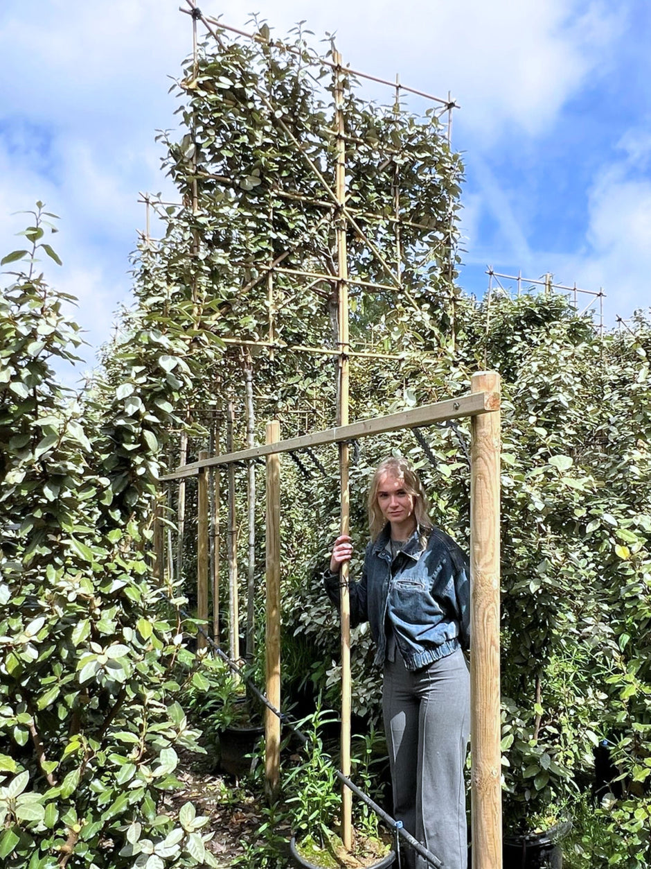 Pleached Trees for Sale in the UK | Pleached Trees for Priavcy ...