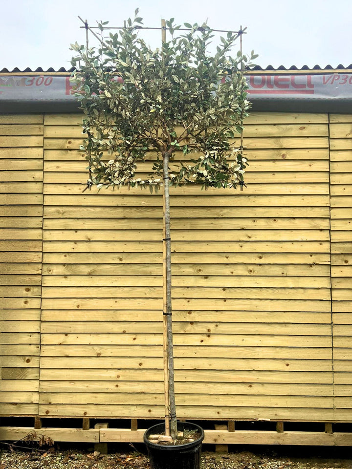 Selection Guide: The Top 25 Best Trees for Pleaching | Pleached Trees ...