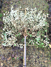 Silverberry Oleaster Pleached Tree [Elaeagnus × ebbingei] for Privacy ...