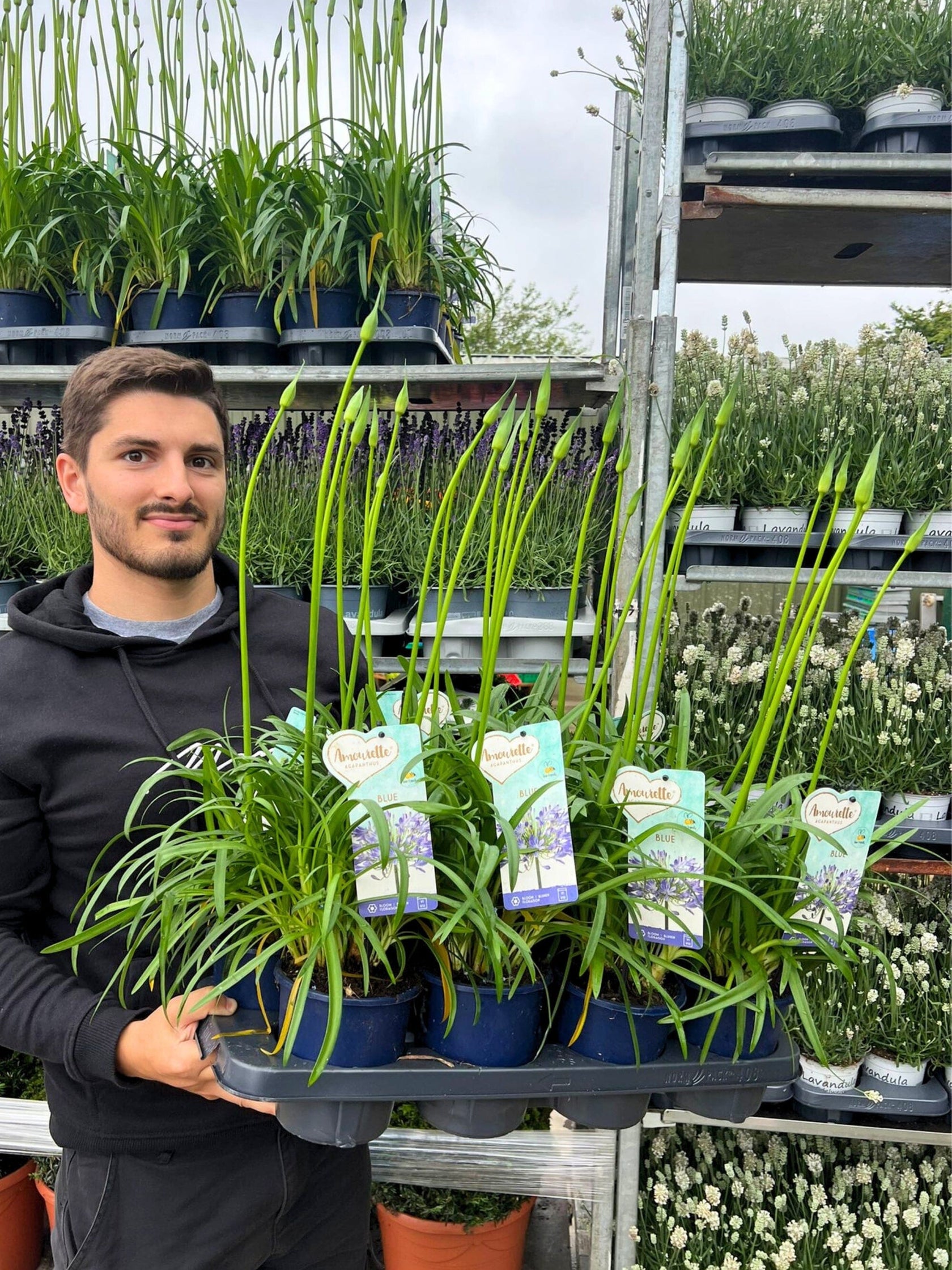 The Blue Garden | Ready-made Border for Planting Under Pleached Trees ...