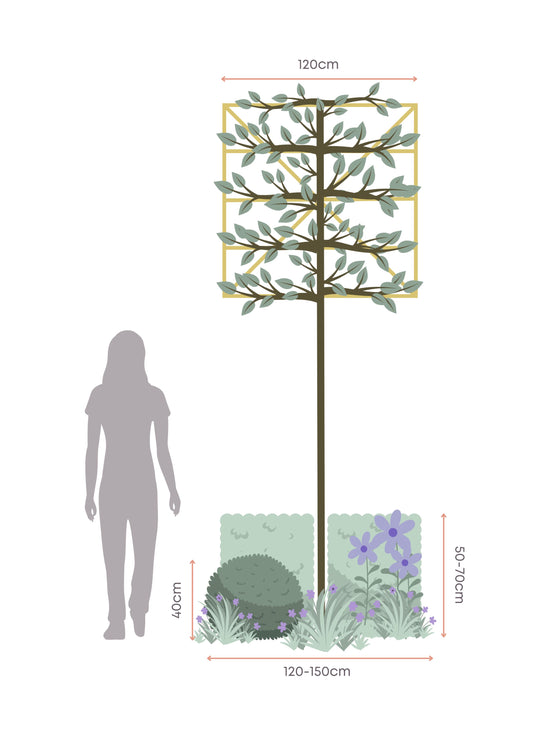 The Blue Garden | Ready-made Border for Planting Under Pleached Trees ...