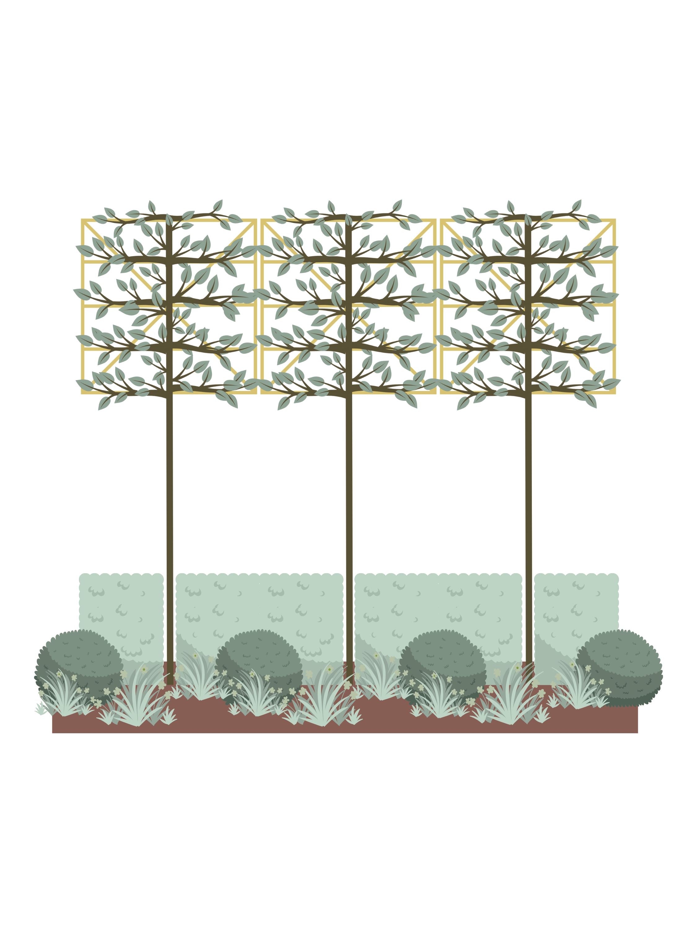 Ready-made Borders for Planting Under Pleached Trees | Pleached Trees ...