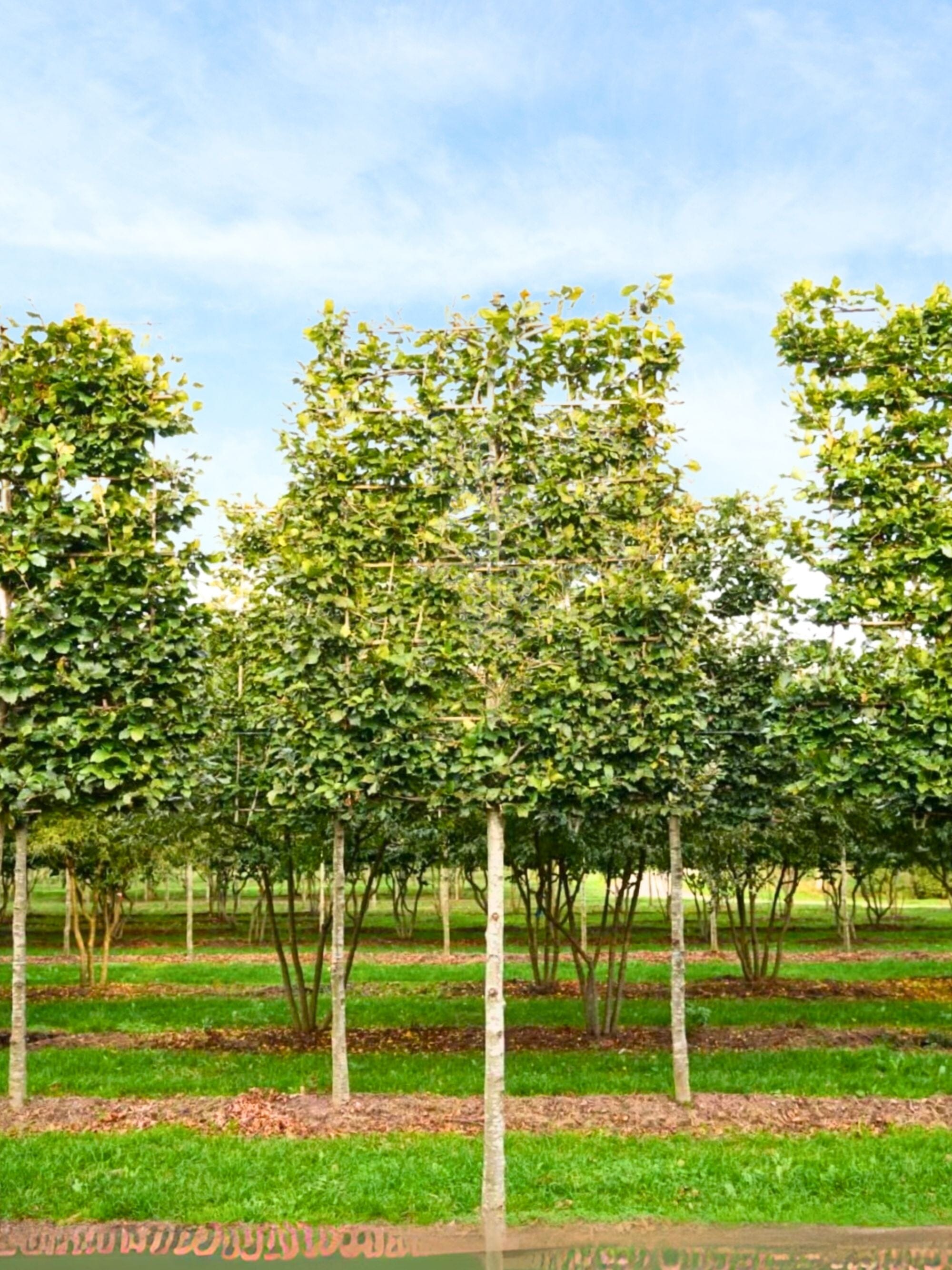 Ultra-Mature Beech Pleached Tree [Fagus sylvatica] for Privacy Screeni ...