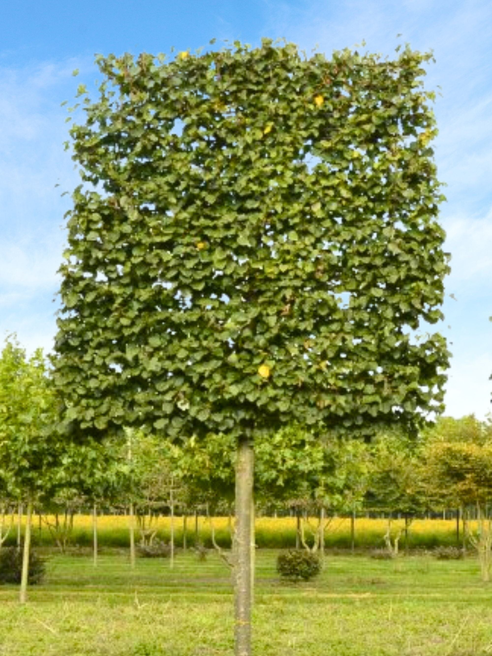 Ultra-Mature Small-Leaved Lime Pleached Tree [Tilia cordata 'Greenspir ...